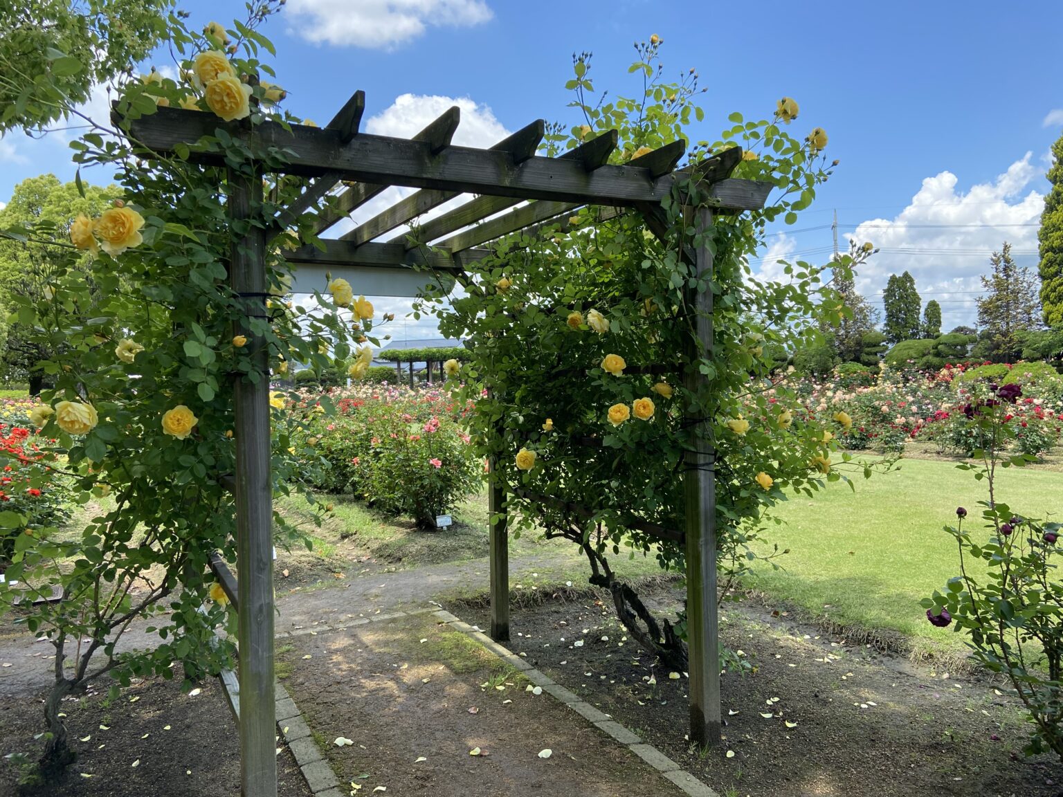 【RSKバラ園】満開バラ景色を楽しむ見頃や見どころ&周辺ランチも | はちぶんめノート