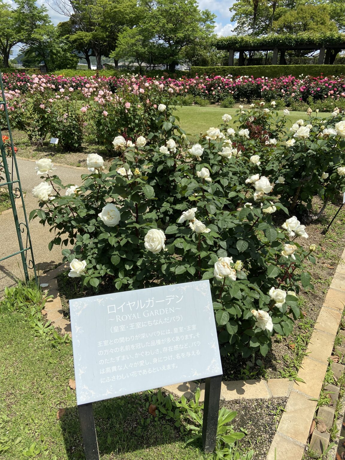 【RSKバラ園】満開バラ景色を楽しむ見頃や見どころ&周辺ランチも | はちぶんめノート